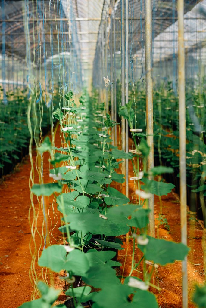 ROOTS ORGANIC FARM